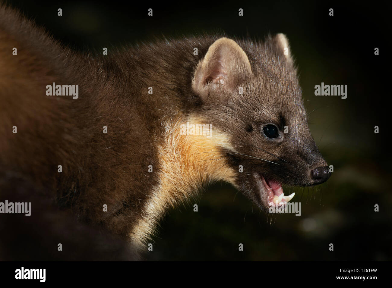 Portrait of pine marten hi-res stock photography and images - Alamy