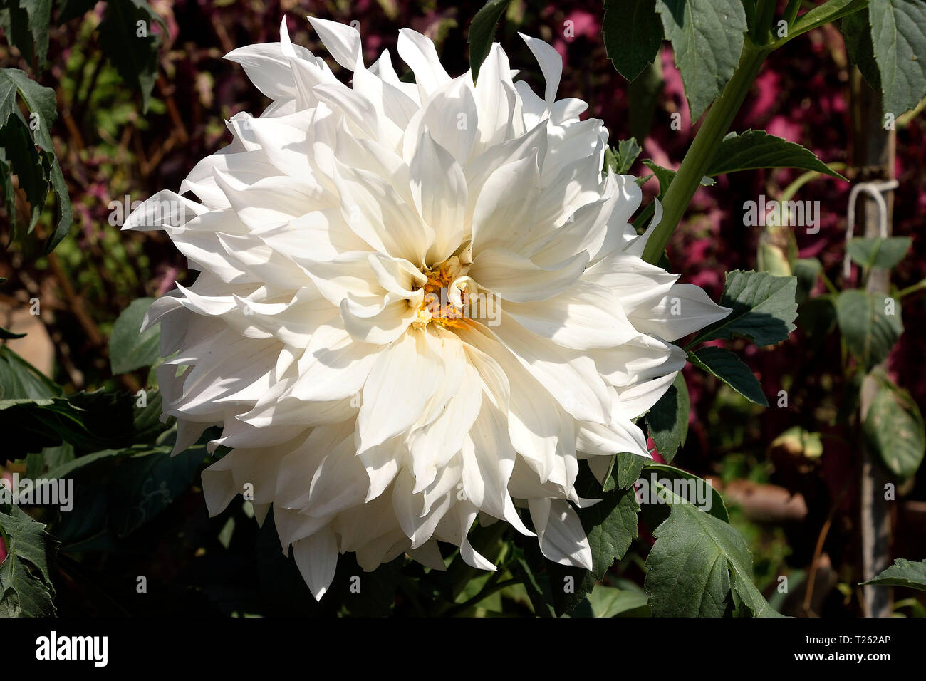 Amazing flowers blooming in the flower garden Stock Photo - Alamy
