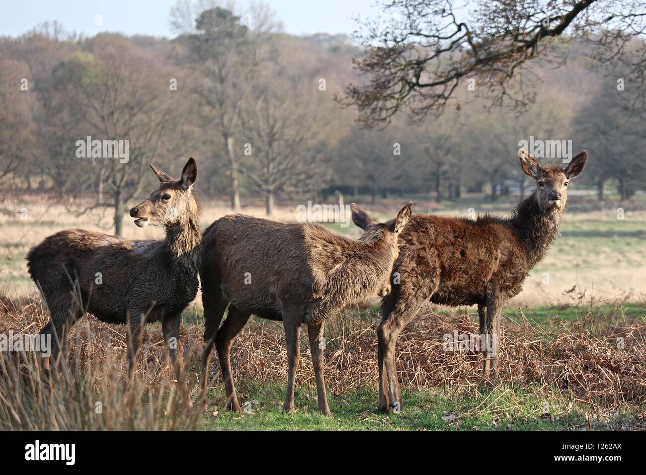 Reindeer in richmond park london hi-res stock photography and images ...