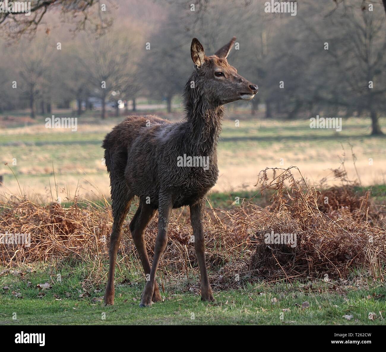 Deer in Richmond Park London England 2019 Stock Photo - Alamy