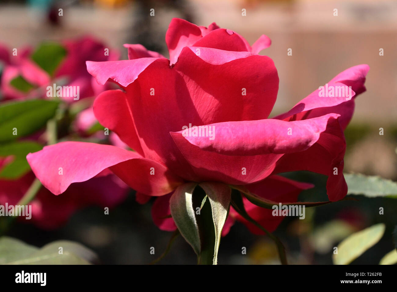 Amazing flowers blooming in the flower garden Stock Photo - Alamy