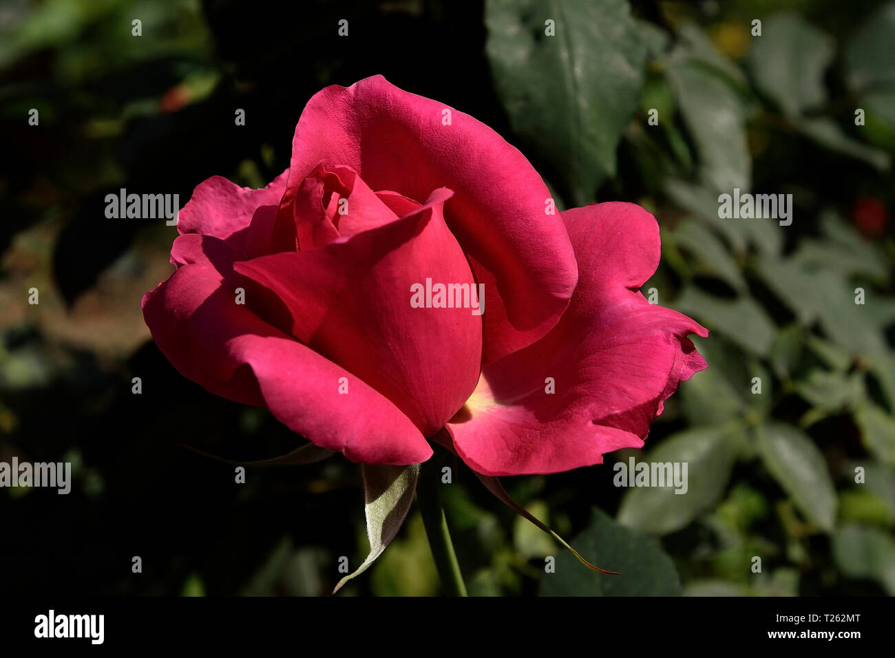 Amazing flowers blooming in the flower garden Stock Photo - Alamy