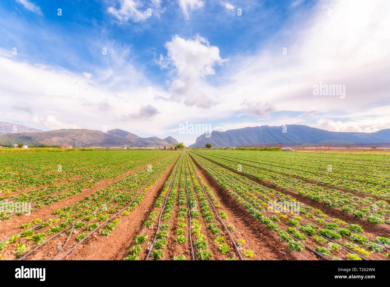 Andalucia spain field hi-res stock photography and images - Alamy