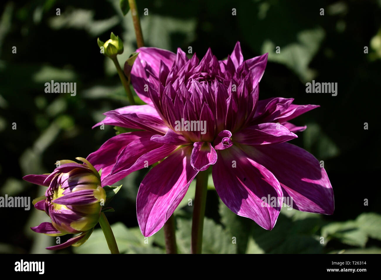 Amazing flowers blooming in the flower garden Stock Photo - Alamy