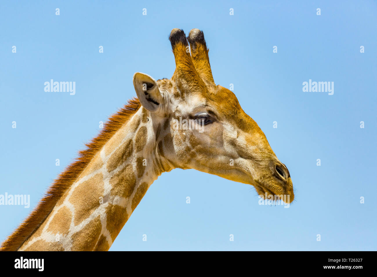 Giraffe side view hi-res stock photography and images - Alamy