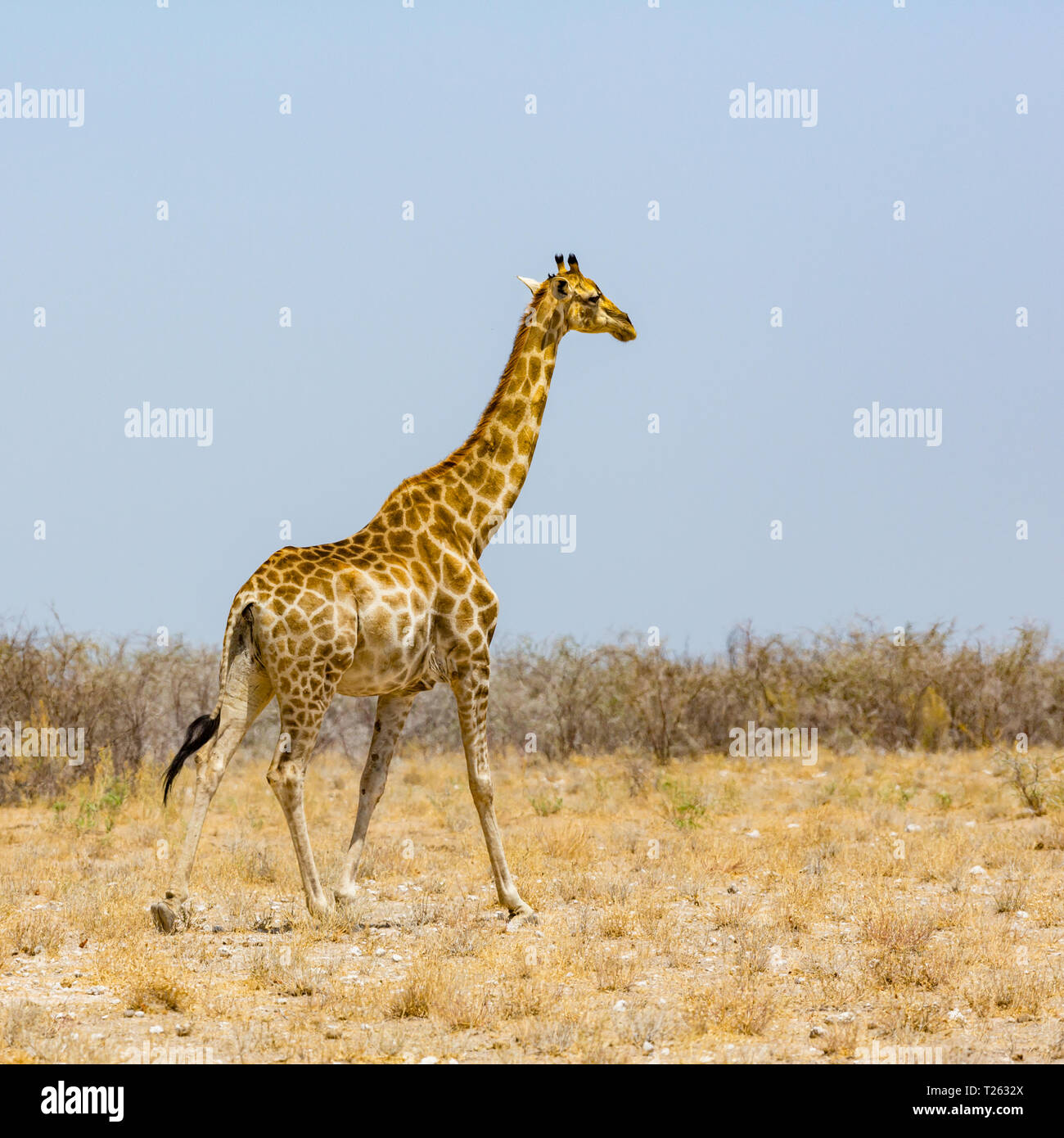 one natural male giraffe walking through savanna with bushes, blue sky ...