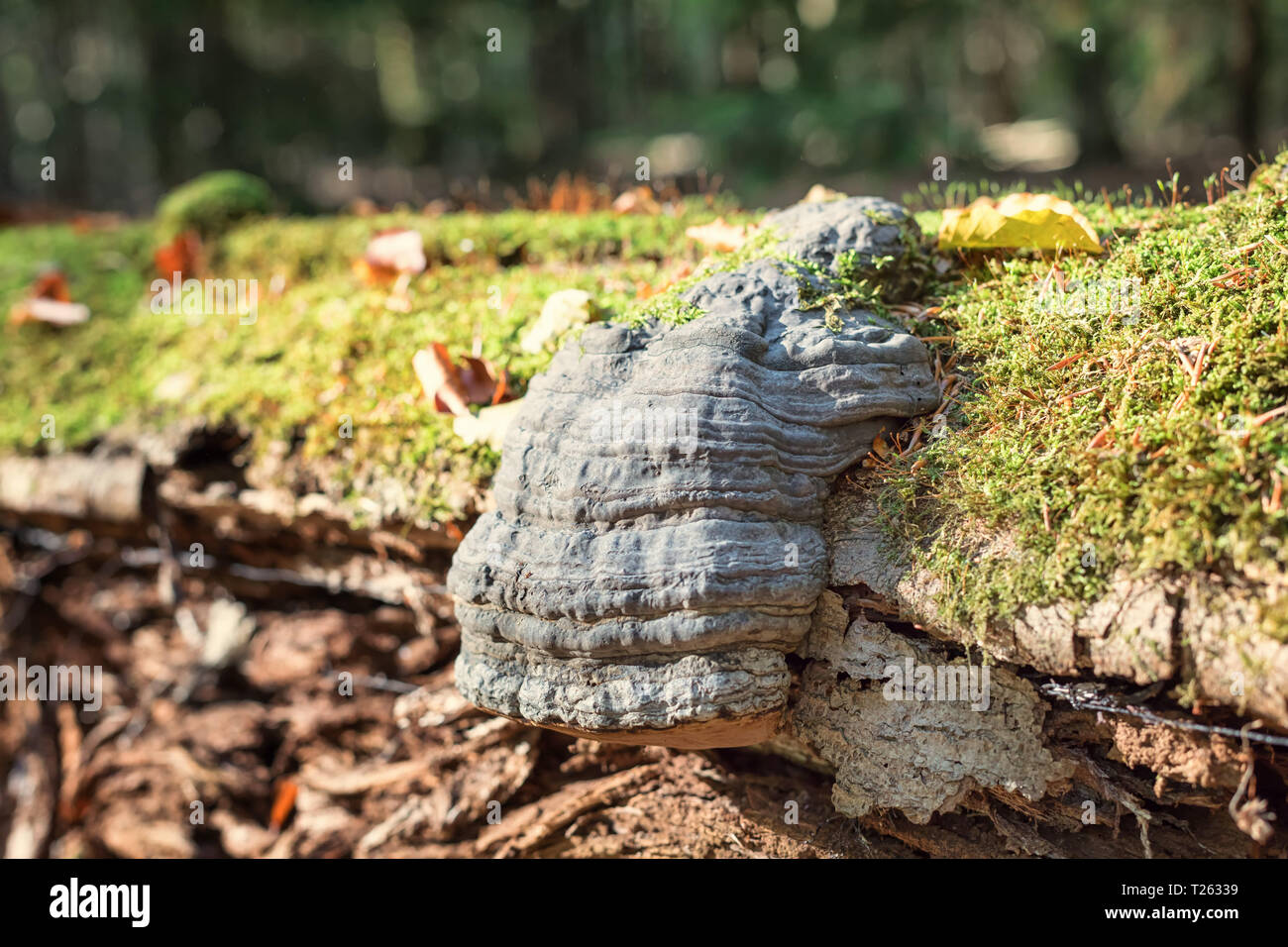 Deadwood fungi hi-res stock photography and images - Alamy
