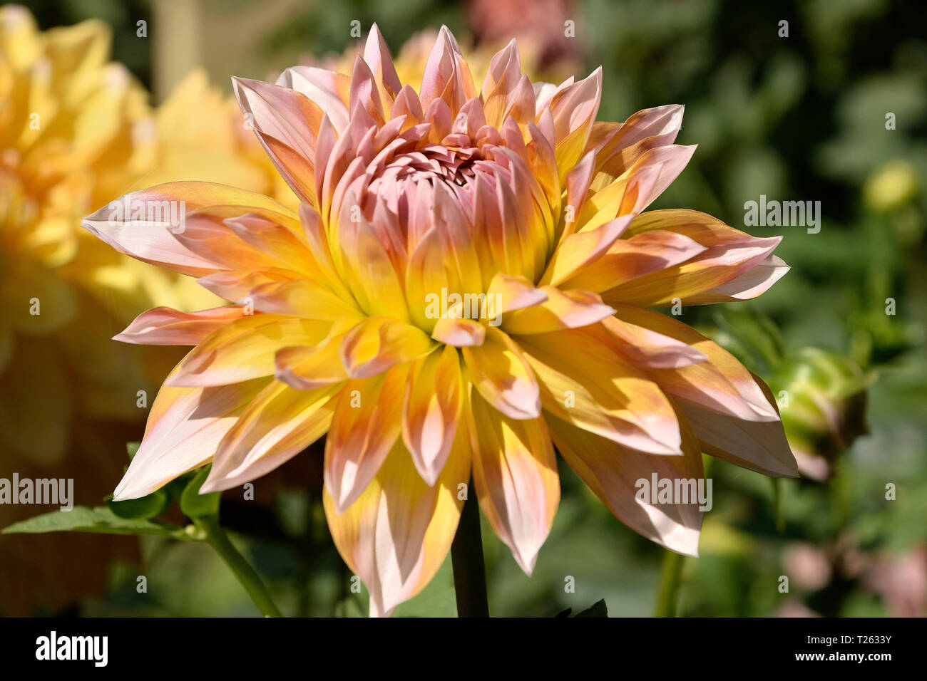 Amazing flowers blooming in the flower garden Stock Photo - Alamy