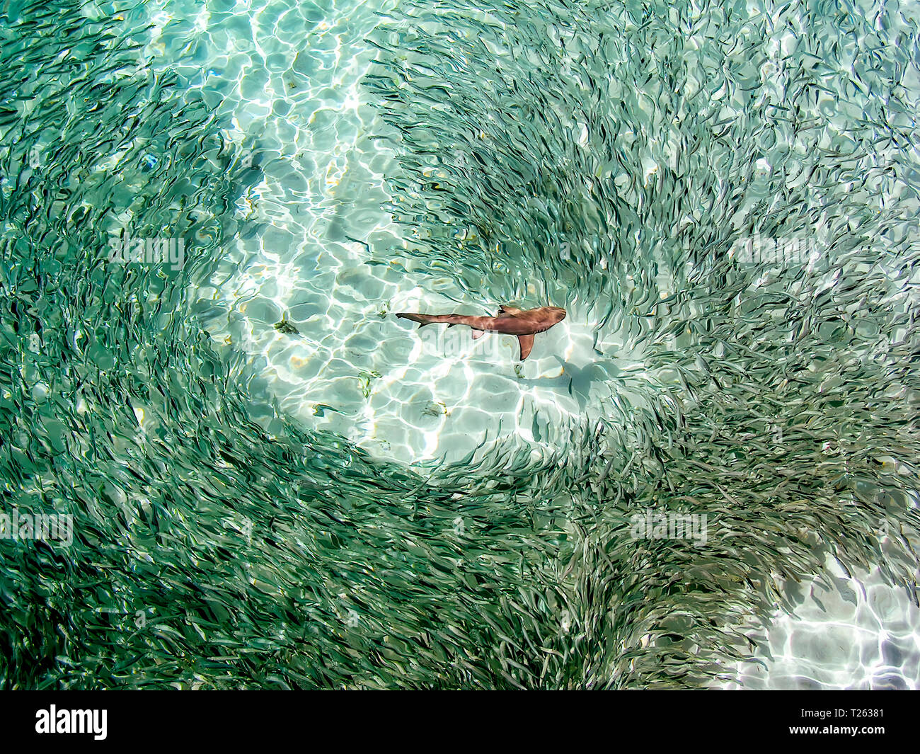 Baby black tipped reef shark carcharhinus melanopterus amongst shoal ...