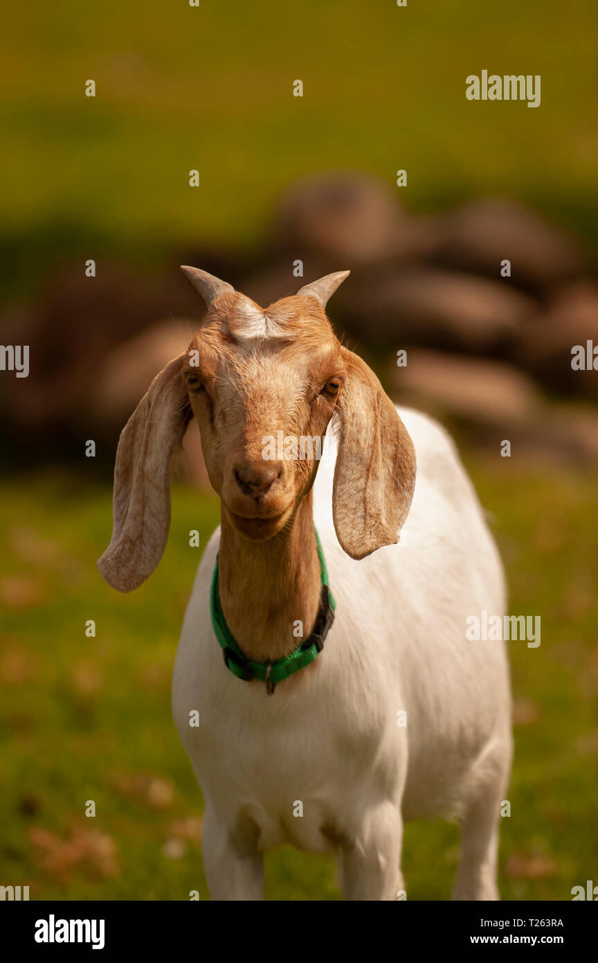 Australian goat farming hi-res stock photography and images - Alamy