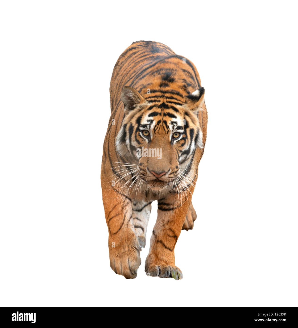 bengal tiger isolated on white background Stock Photo - Alamy