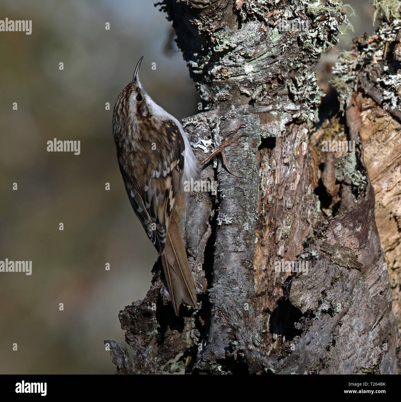 Treecreeper on bark hi-res stock photography and images - Alamy
