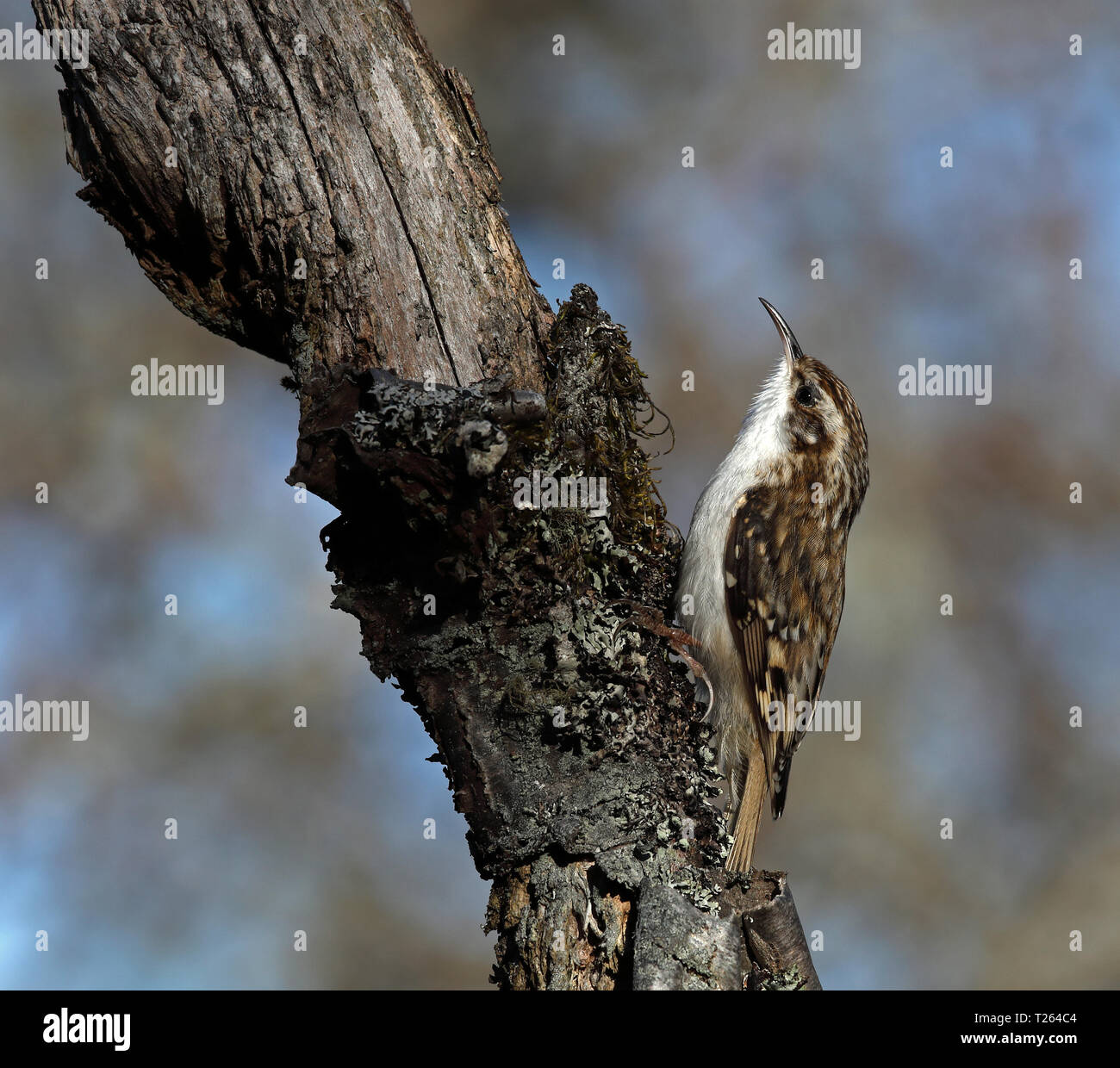 Treecreeper on bark hi-res stock photography and images - Alamy