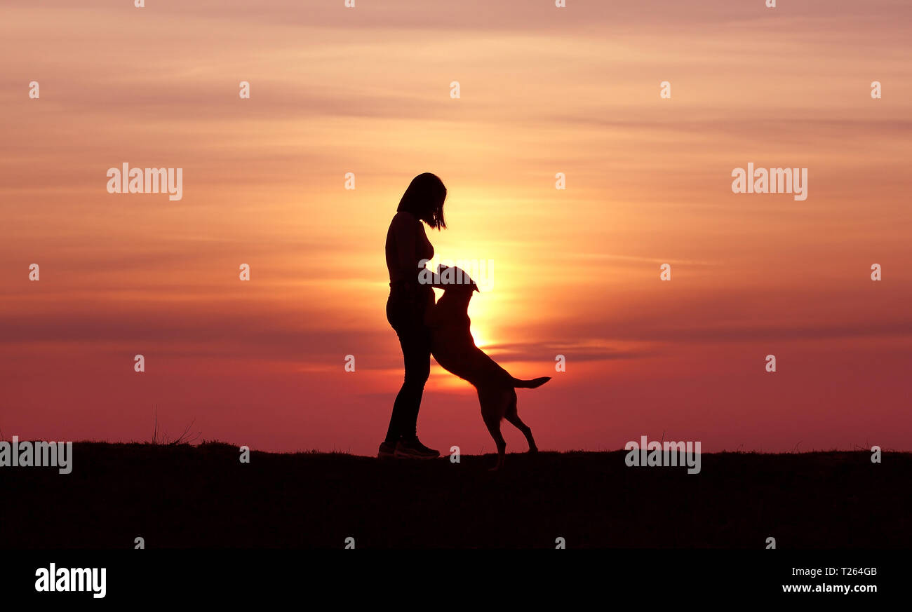 The girl and the dog at sunset, the Belgian Shepherd Malinois breed, an ...