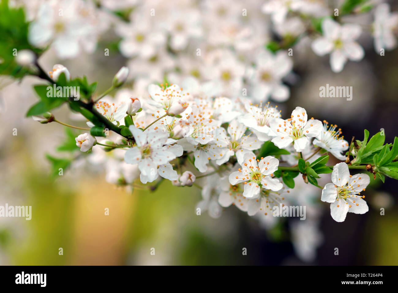 Crataegus monogyna flowers hi-res stock photography and images - Alamy