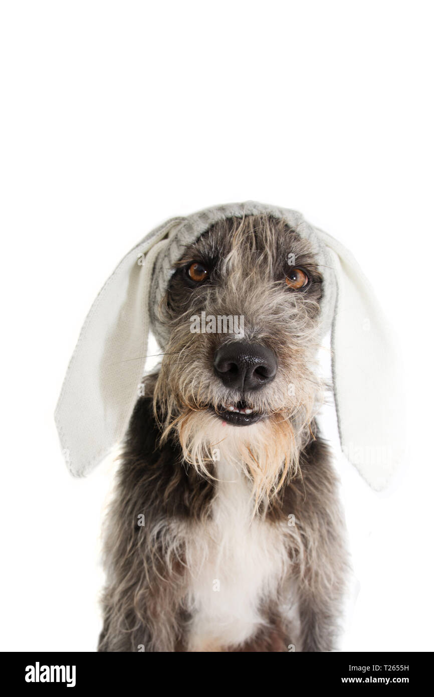 FUNNY EASTER DOG. BLACK PUREBRED PUPPY WEARING RABBIT EARS HAT ...
