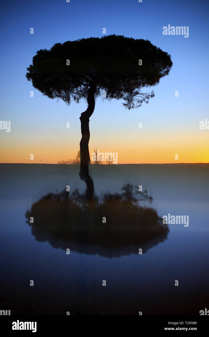 Silhouette and reflection of pine tree at sunrise Stock Photo - Alamy