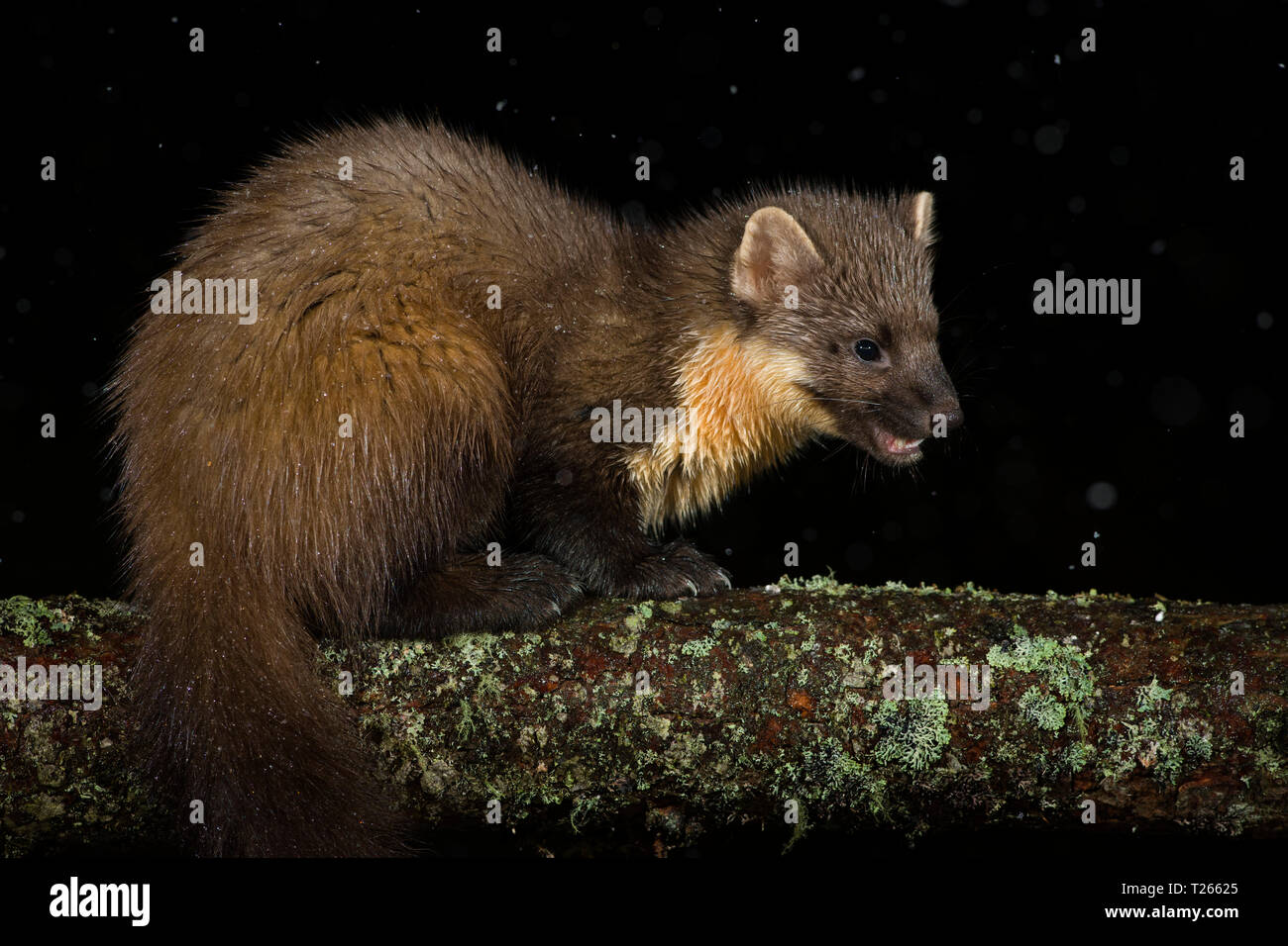 Pine marten on branch against black background Stock Photo - Alamy