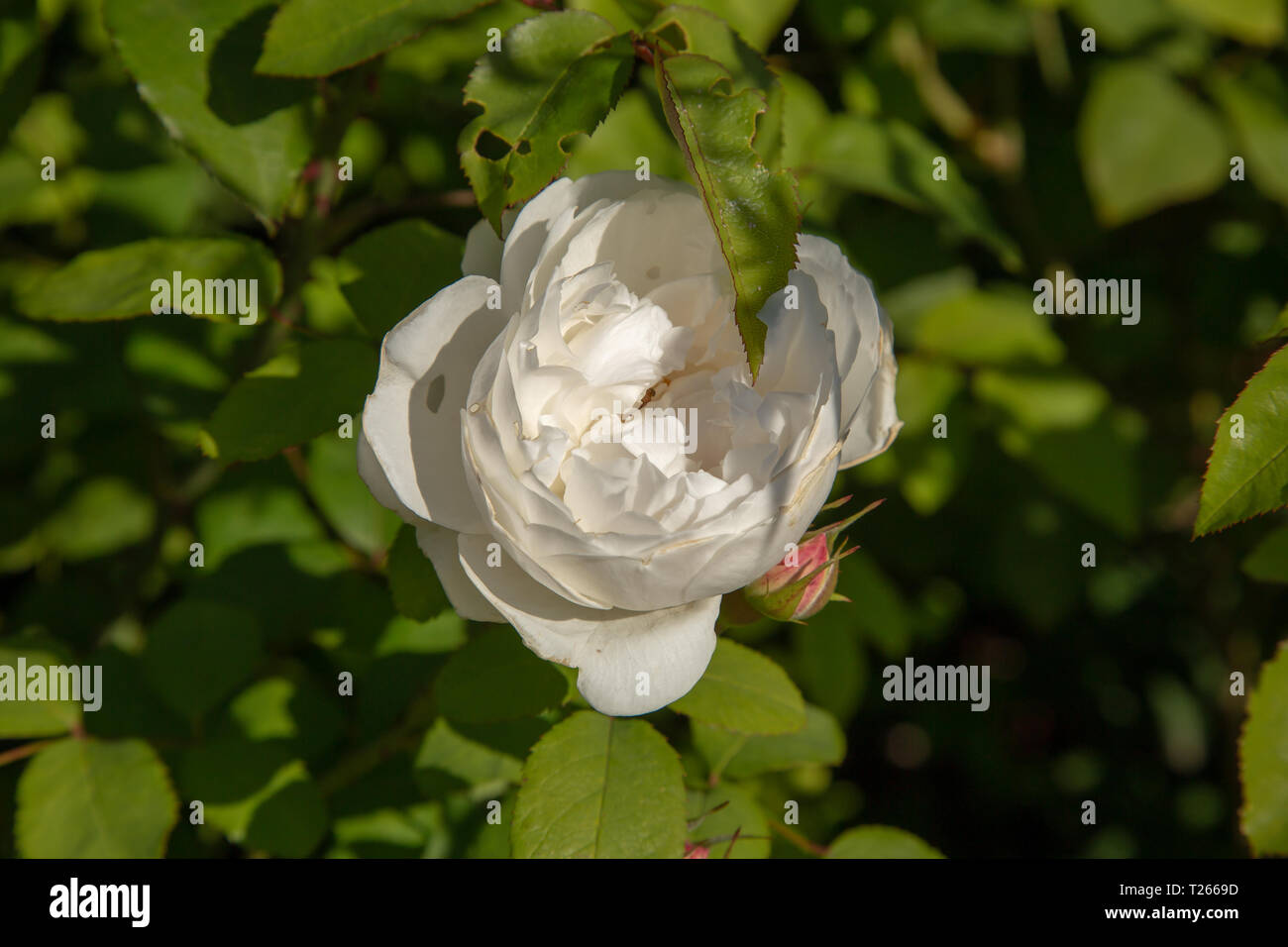 State Milotice Castle, pearl of South Moravia, is a uniquely preserved ...