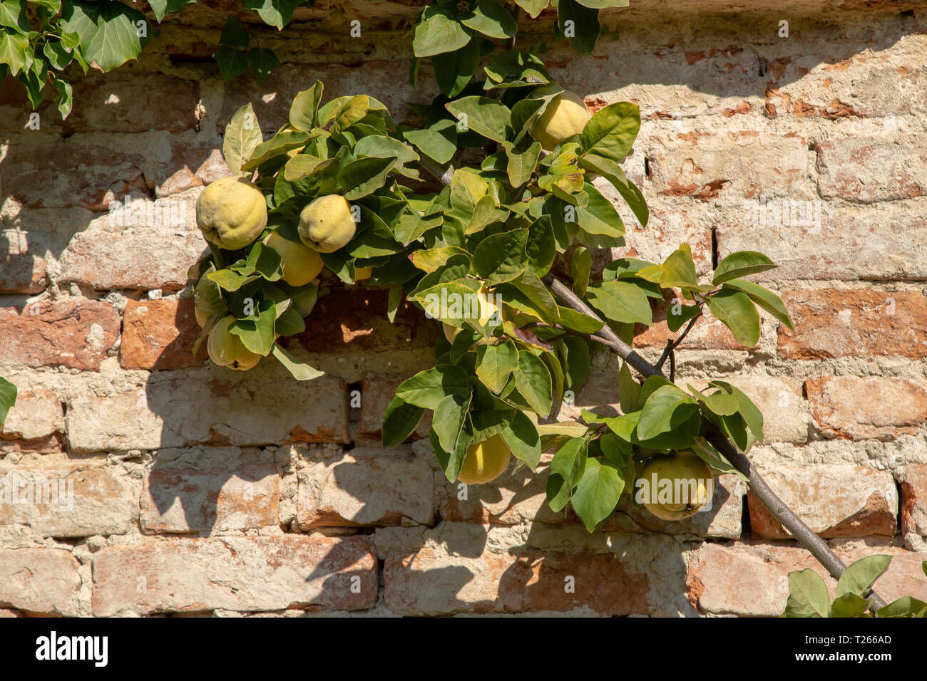 State Milotice Castle, pearl of South Moravia, is a uniquely preserved ...