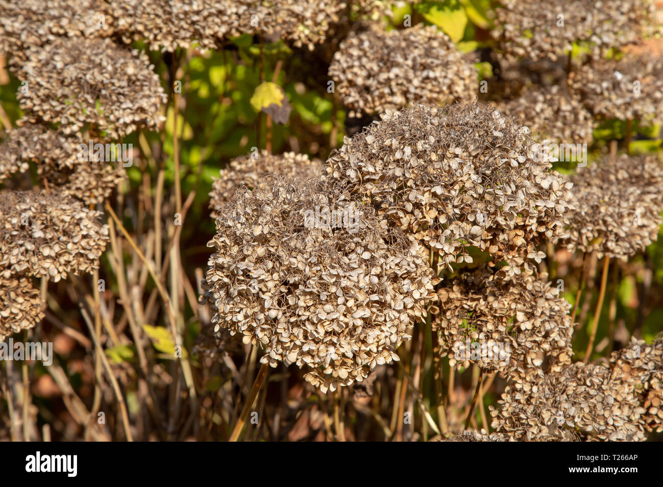 State Milotice Castle, pearl of South Moravia, is a uniquely preserved ...