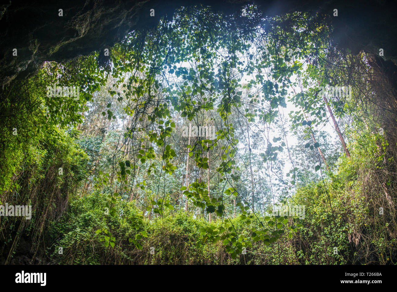 Virunga park hi-res stock photography and images - Alamy