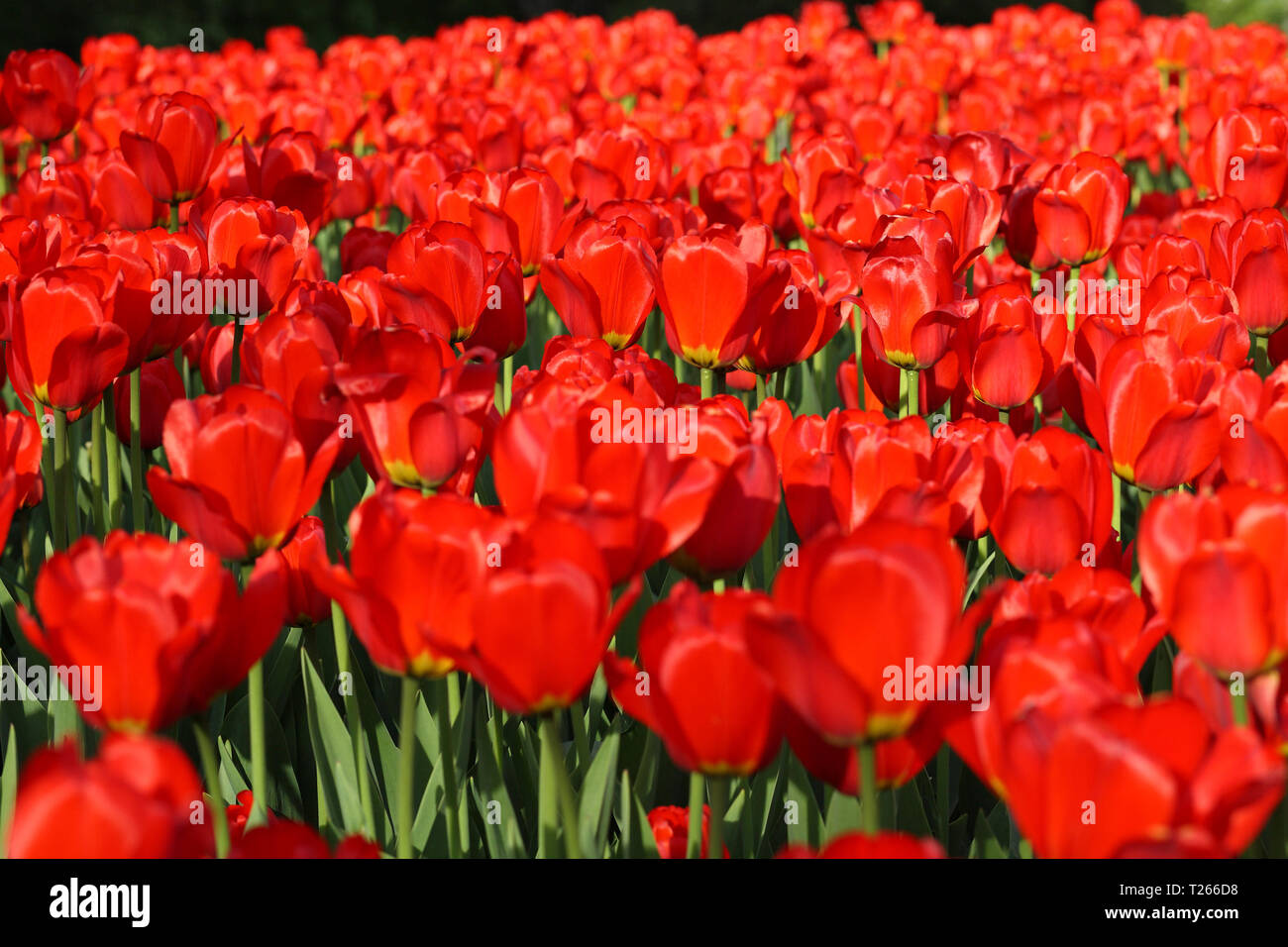red tulip at spring on Earth Stock Photo - Alamy