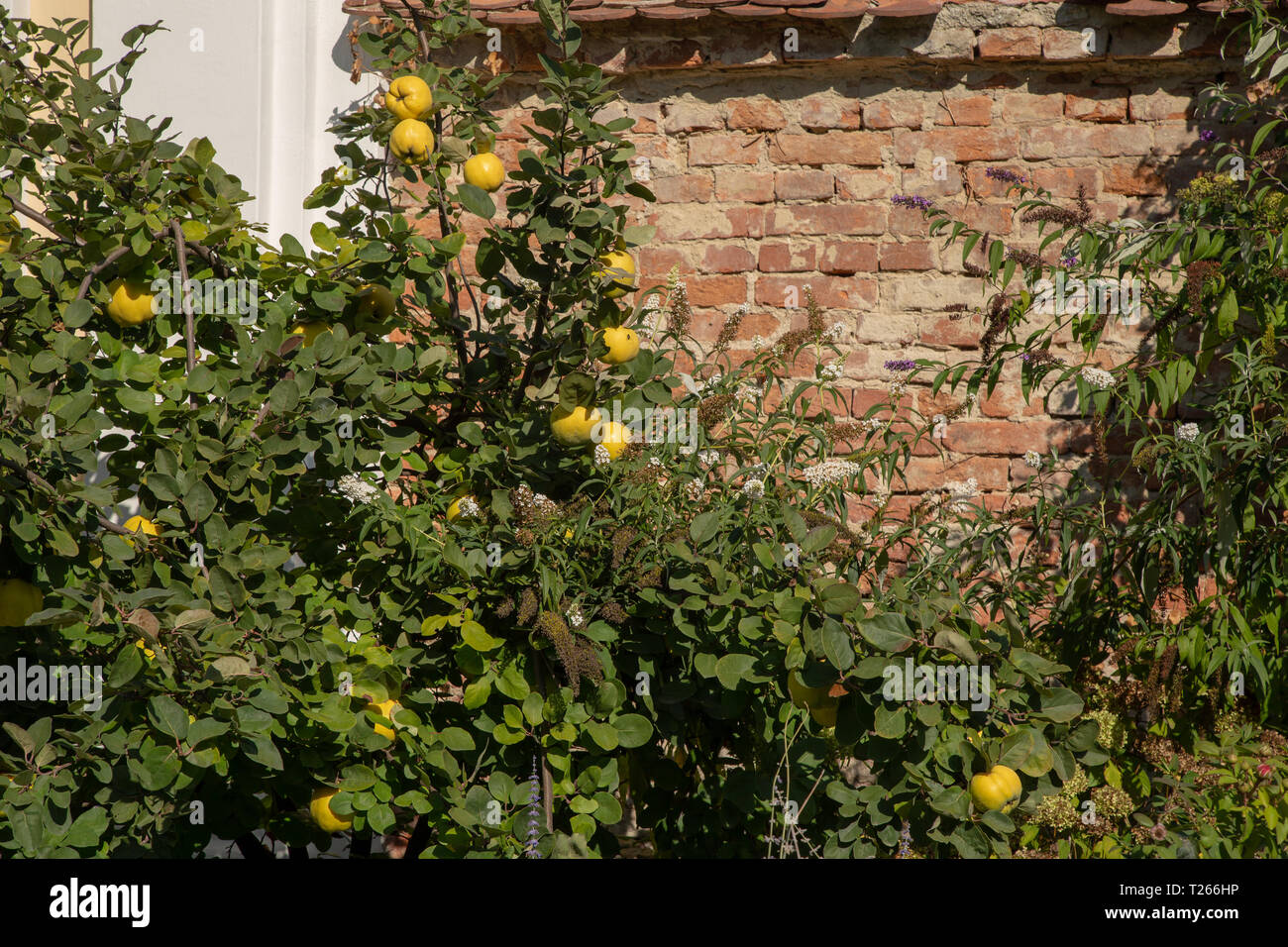 State Milotice Castle, pearl of South Moravia, is a uniquely preserved ...