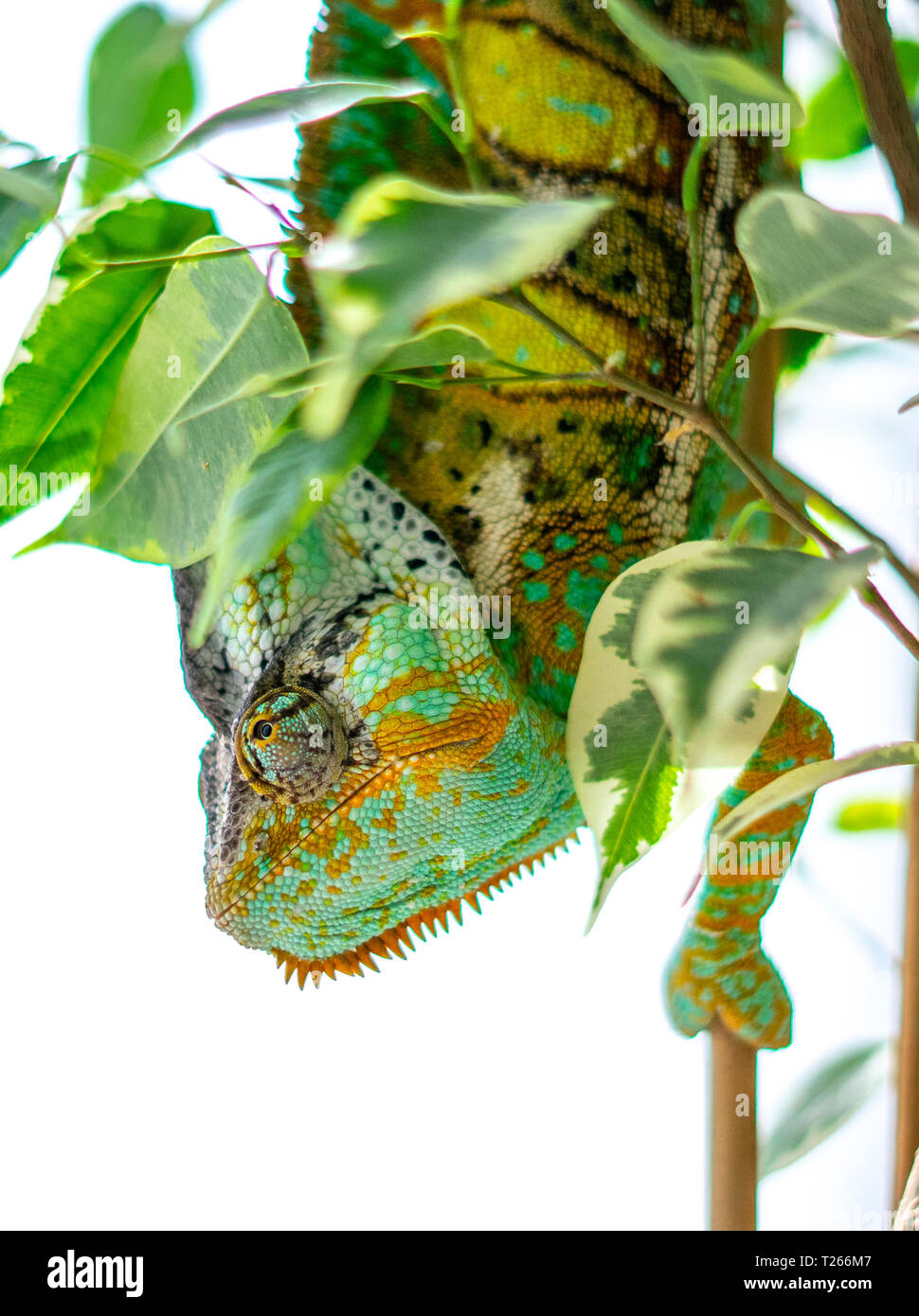 Rainforest chameleon hi-res stock photography and images - Alamy