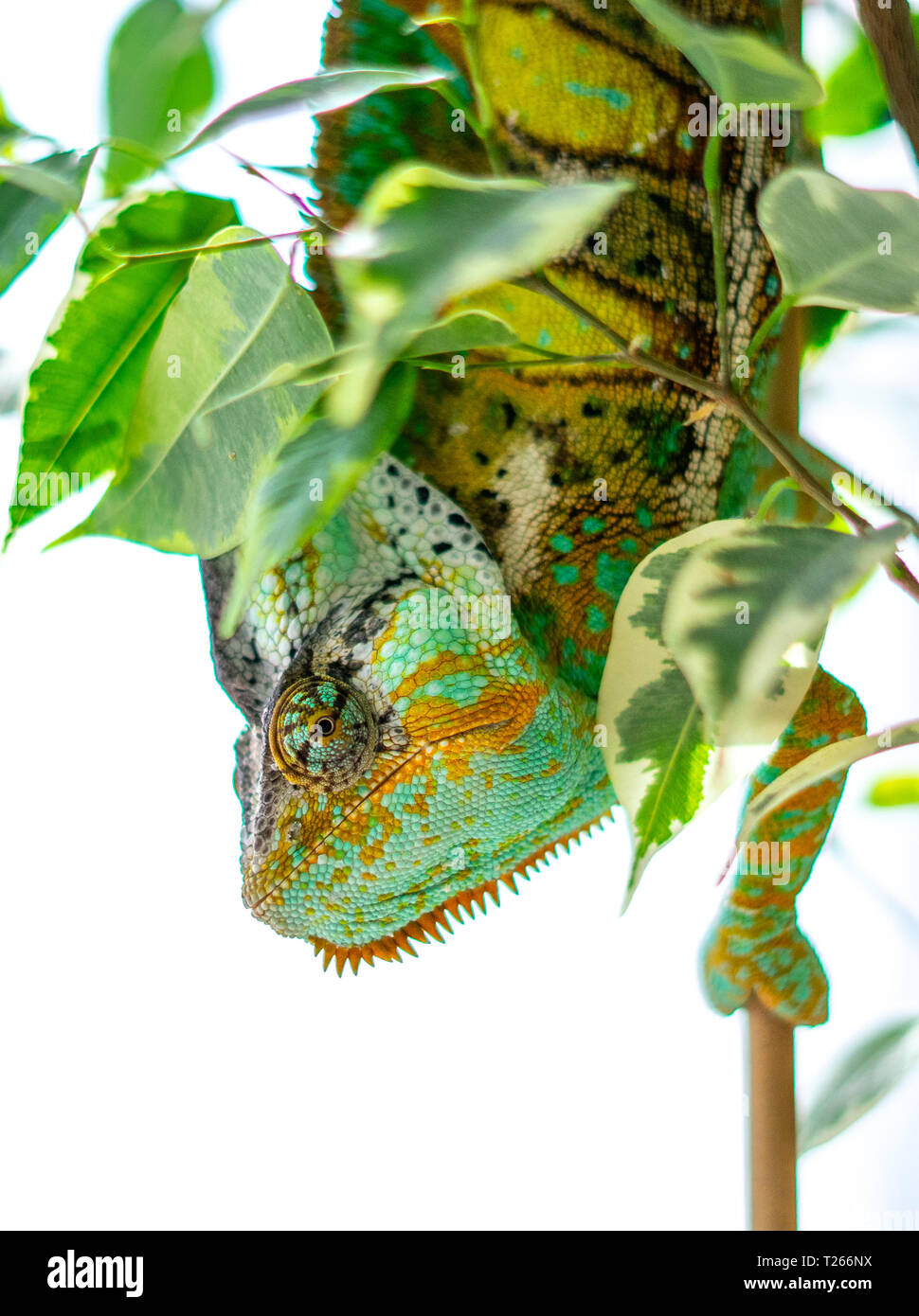 Veiled chameleon hanging in ficus tree Stock Photo - Alamy
