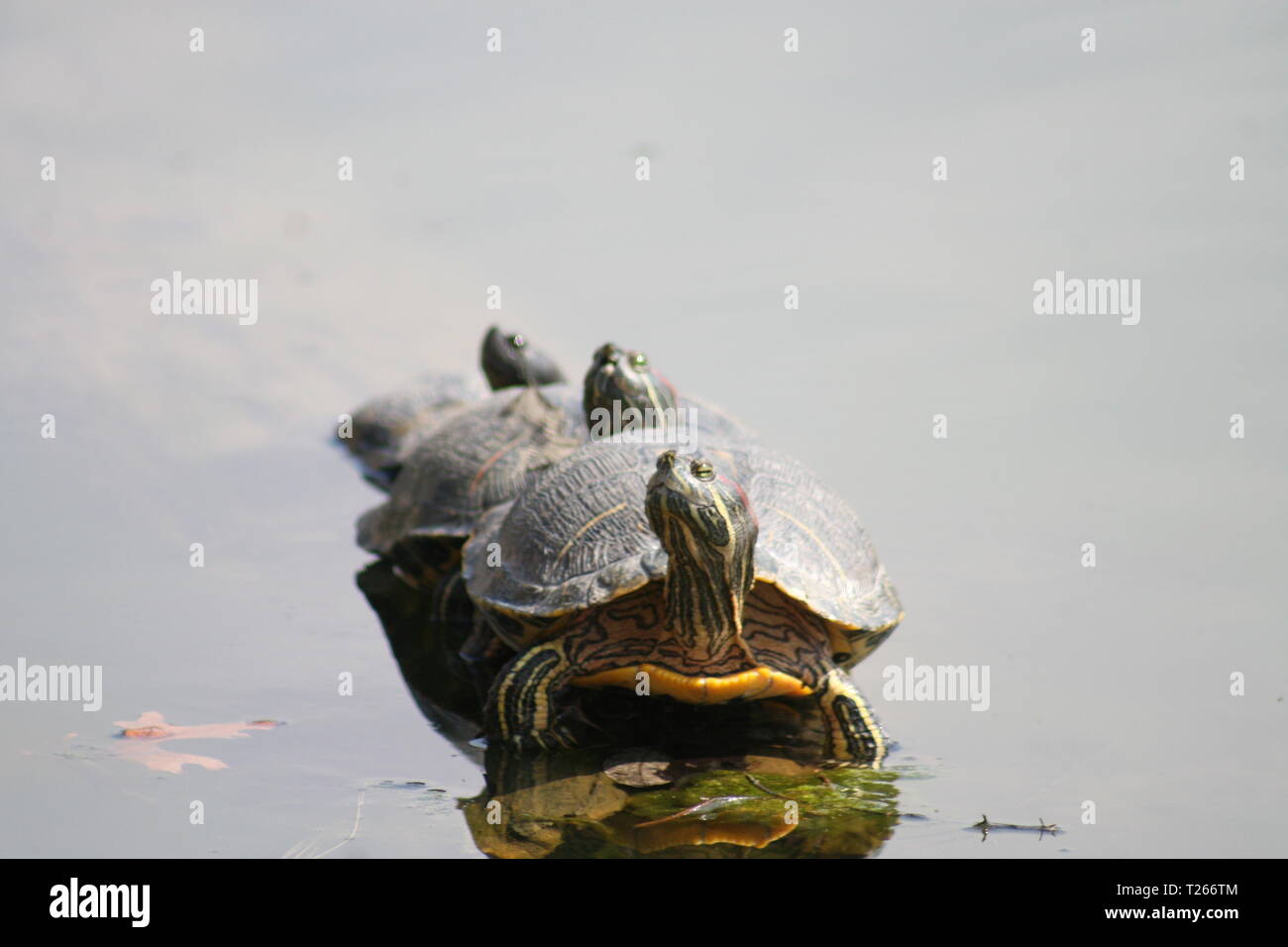 Spring Break 2019 Stock Photo - Alamy