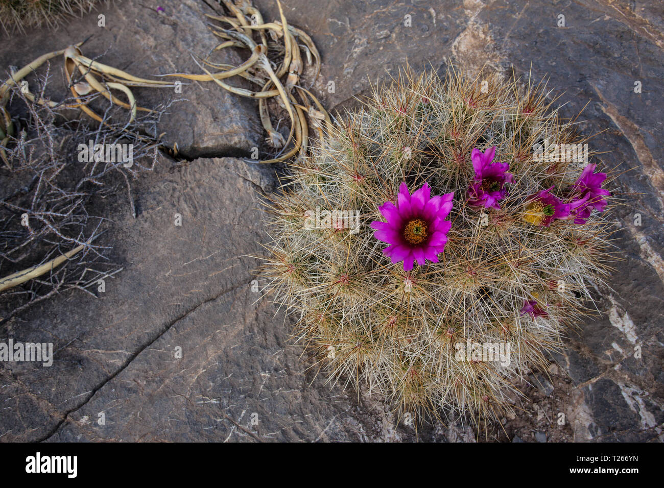 Quitman canyon hi-res stock photography and images - Alamy