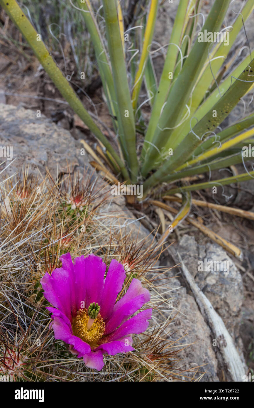 Quitman canyon hi-res stock photography and images - Alamy