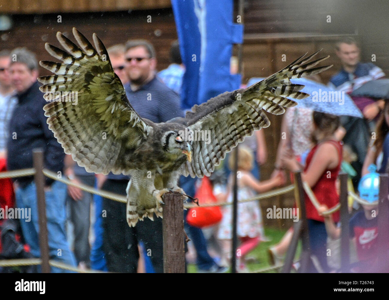 Warwick castle birds of prey hi-res stock photography and images - Alamy