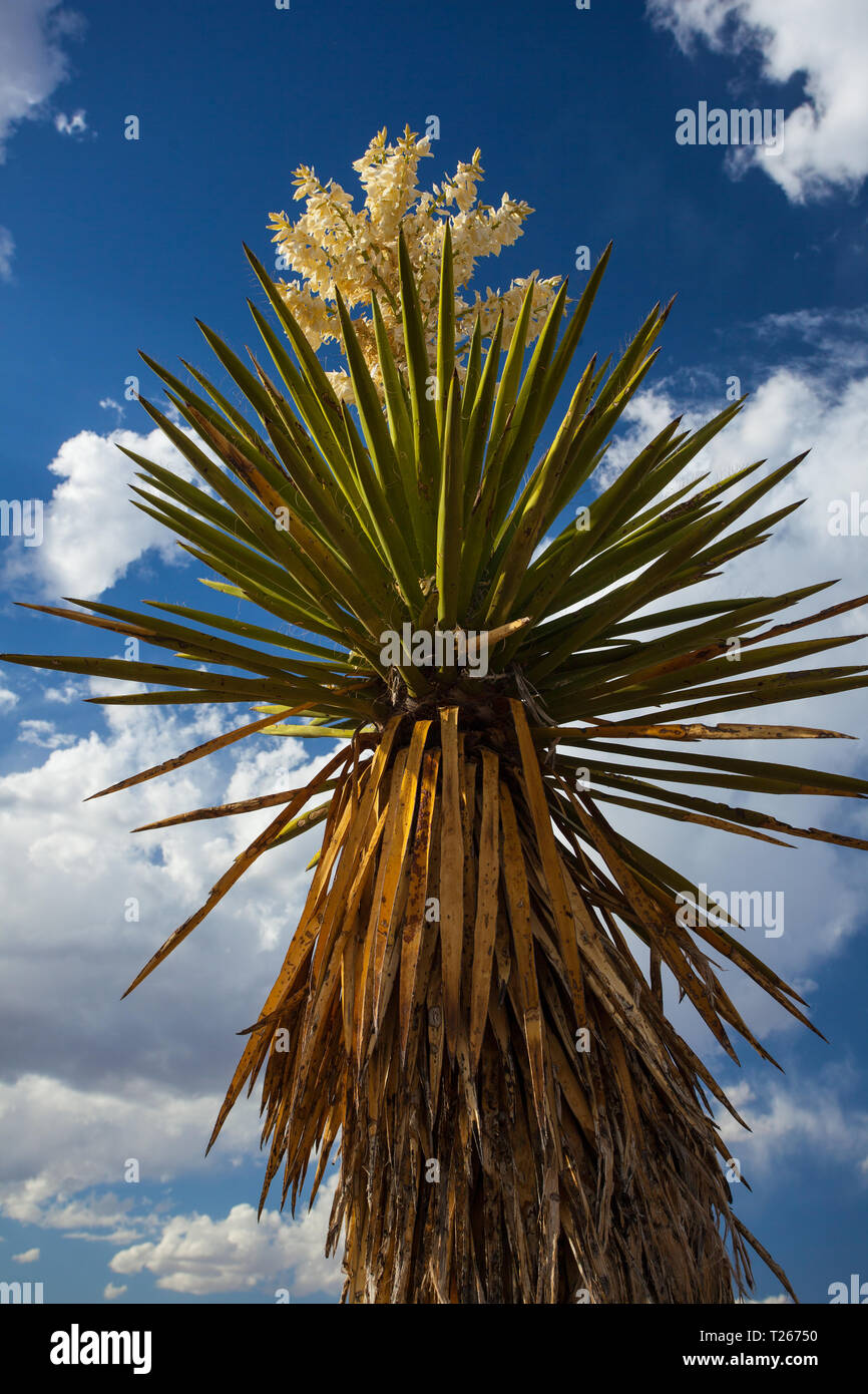 Quitman canyon hi-res stock photography and images - Alamy