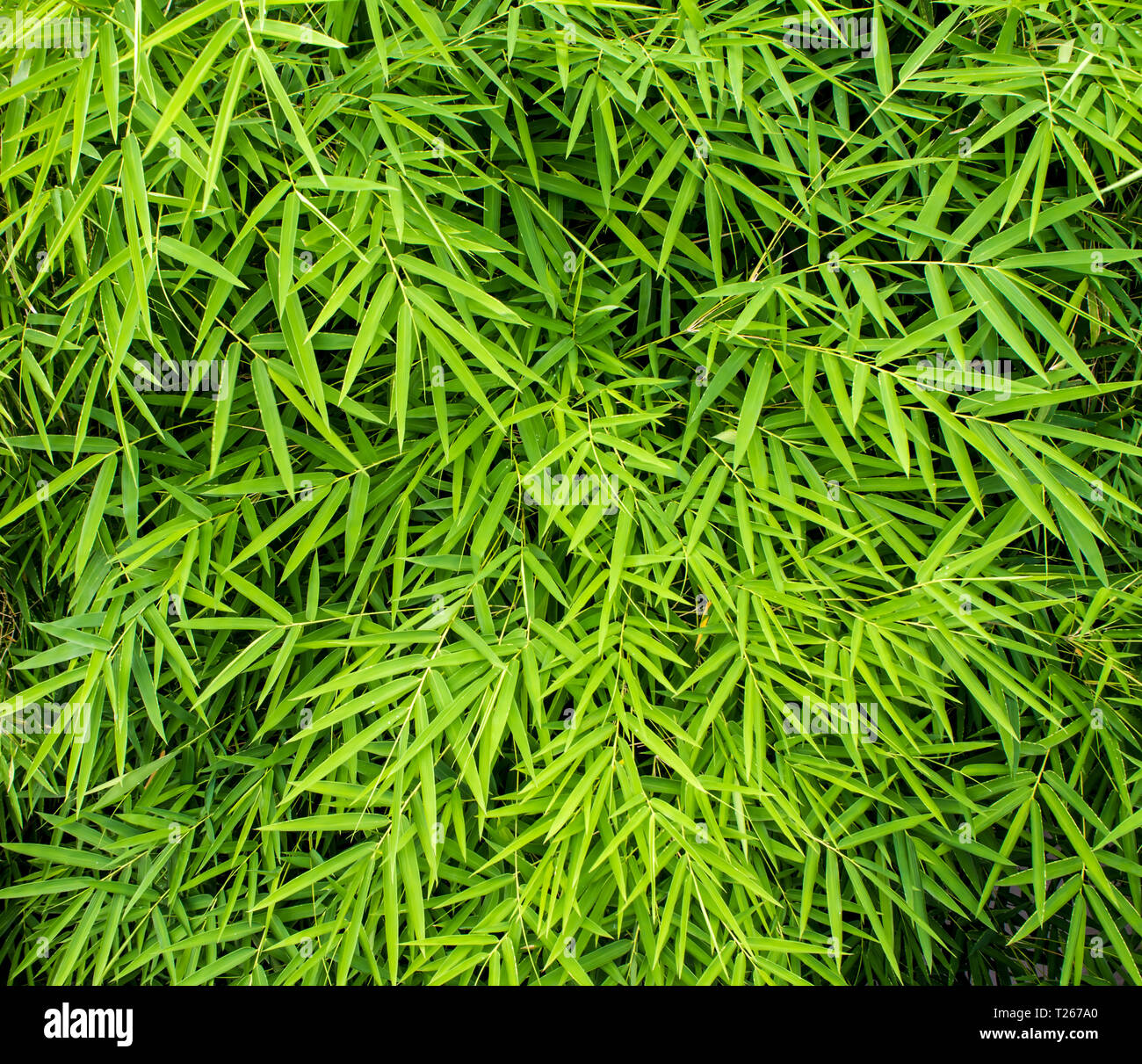 Vivid green color of bamboo leaf / green background Stock Photo - Alamy