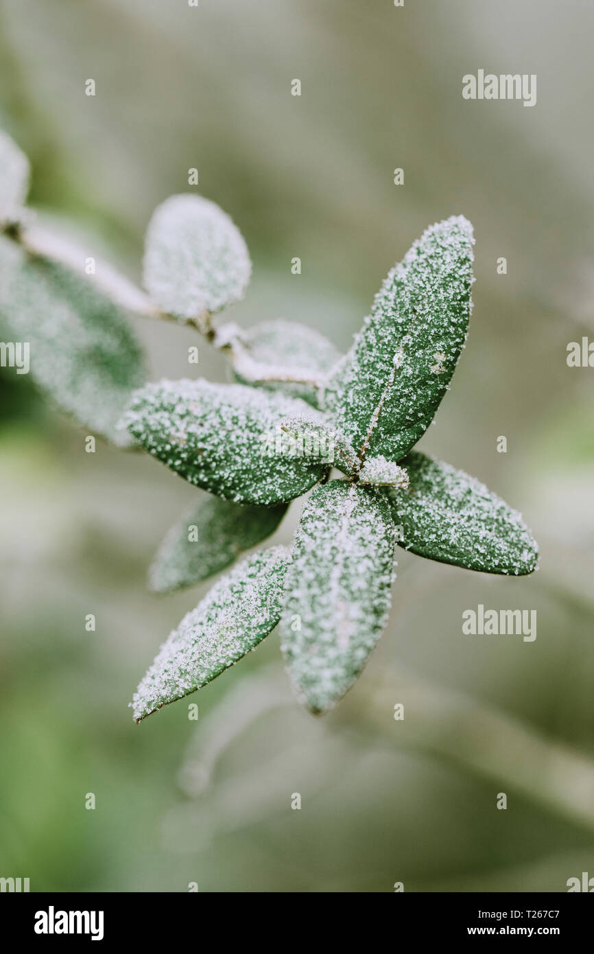 Leaves of rose shrub covered with frost, close-up Stock Photo - Alamy