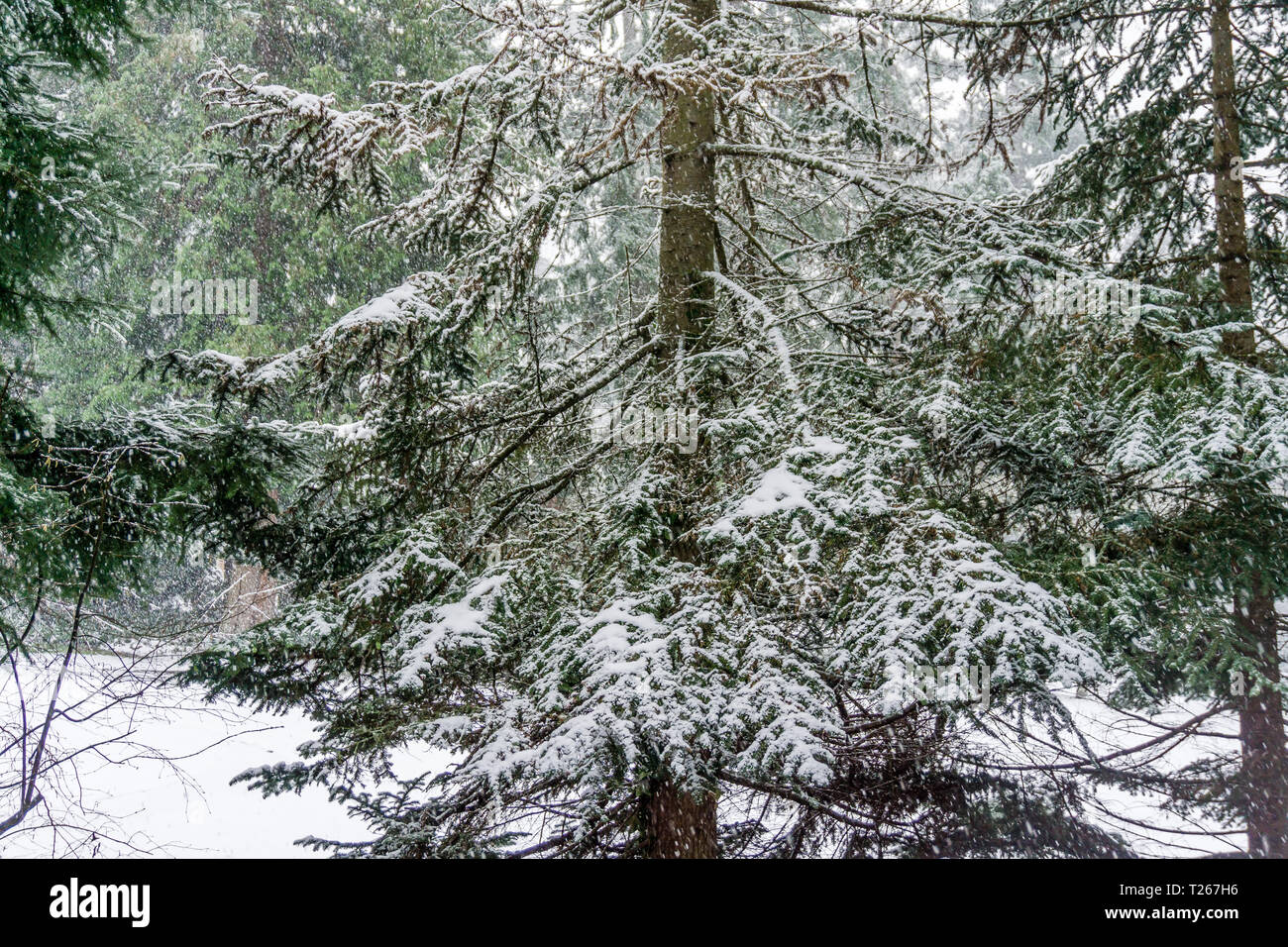 Pacific northwest trees hi-res stock photography and images - Alamy