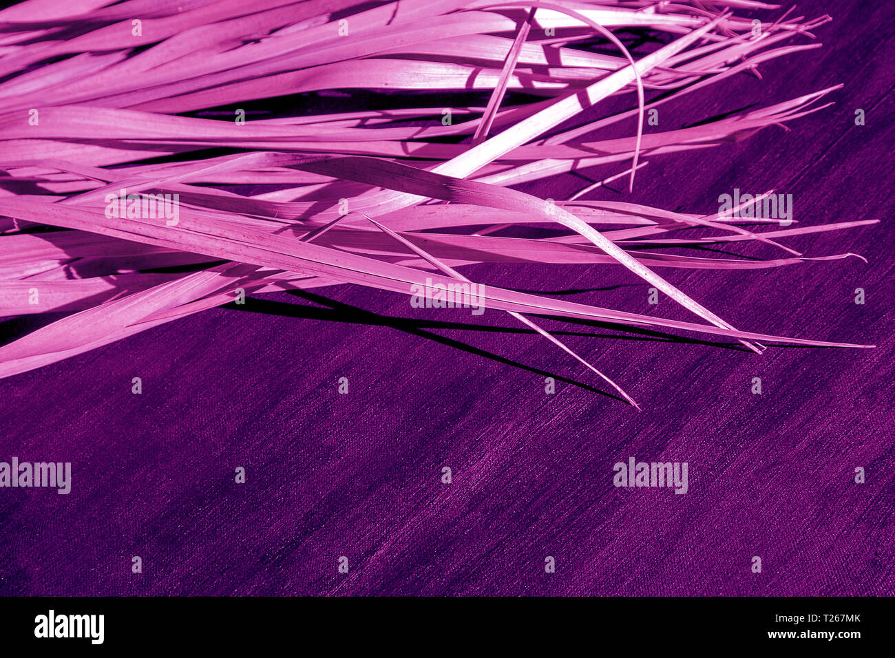 Dry purple branch on pink canvas background. Violet palm leaves on ...