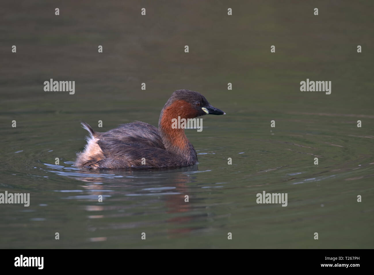 Dab Chick, Little Grebe Stock Photo - Alamy