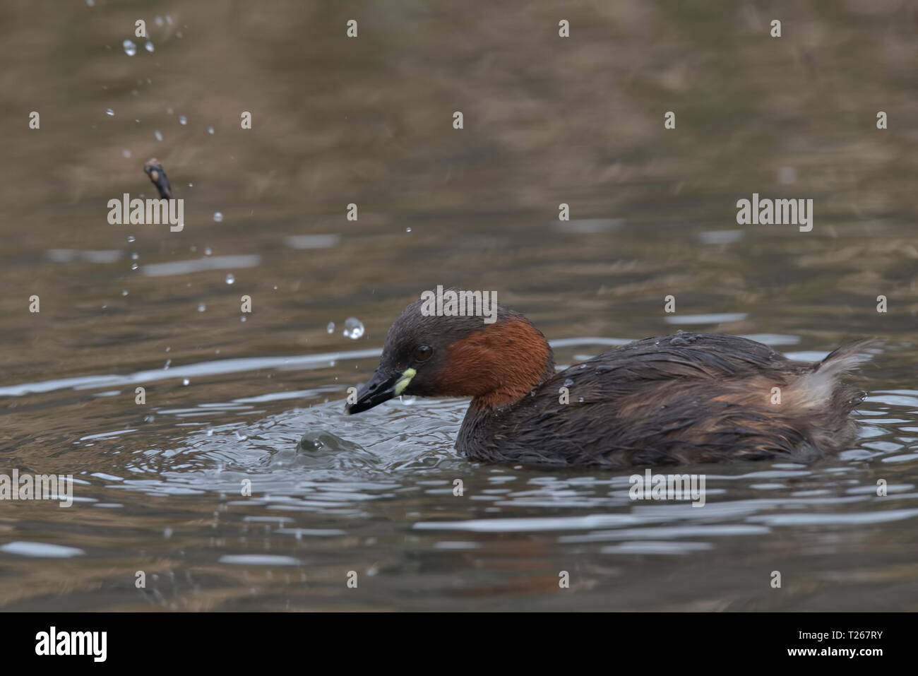 Dab Chick, Little Grebe Stock Photo - Alamy