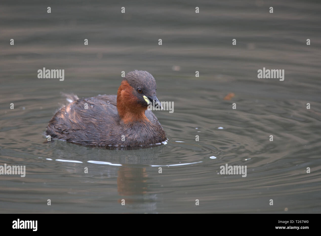 Dab chick hi-res stock photography and images - Alamy