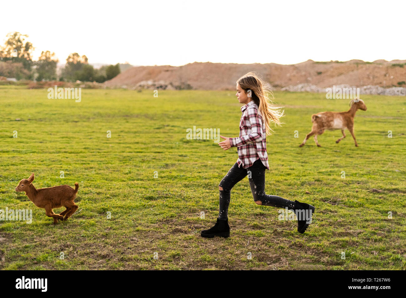 Goat running hi-res stock photography and images - Alamy