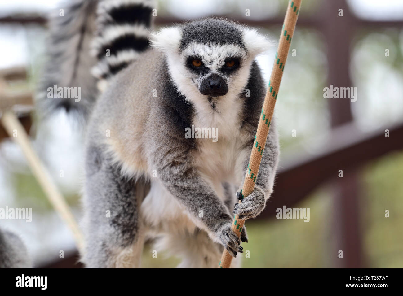 Rope enclosure hi-res stock photography and images - Alamy