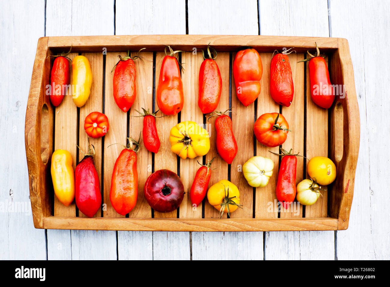 Tray with various tomatoes, stage of ripeness, overripe, ripe, rotten ...