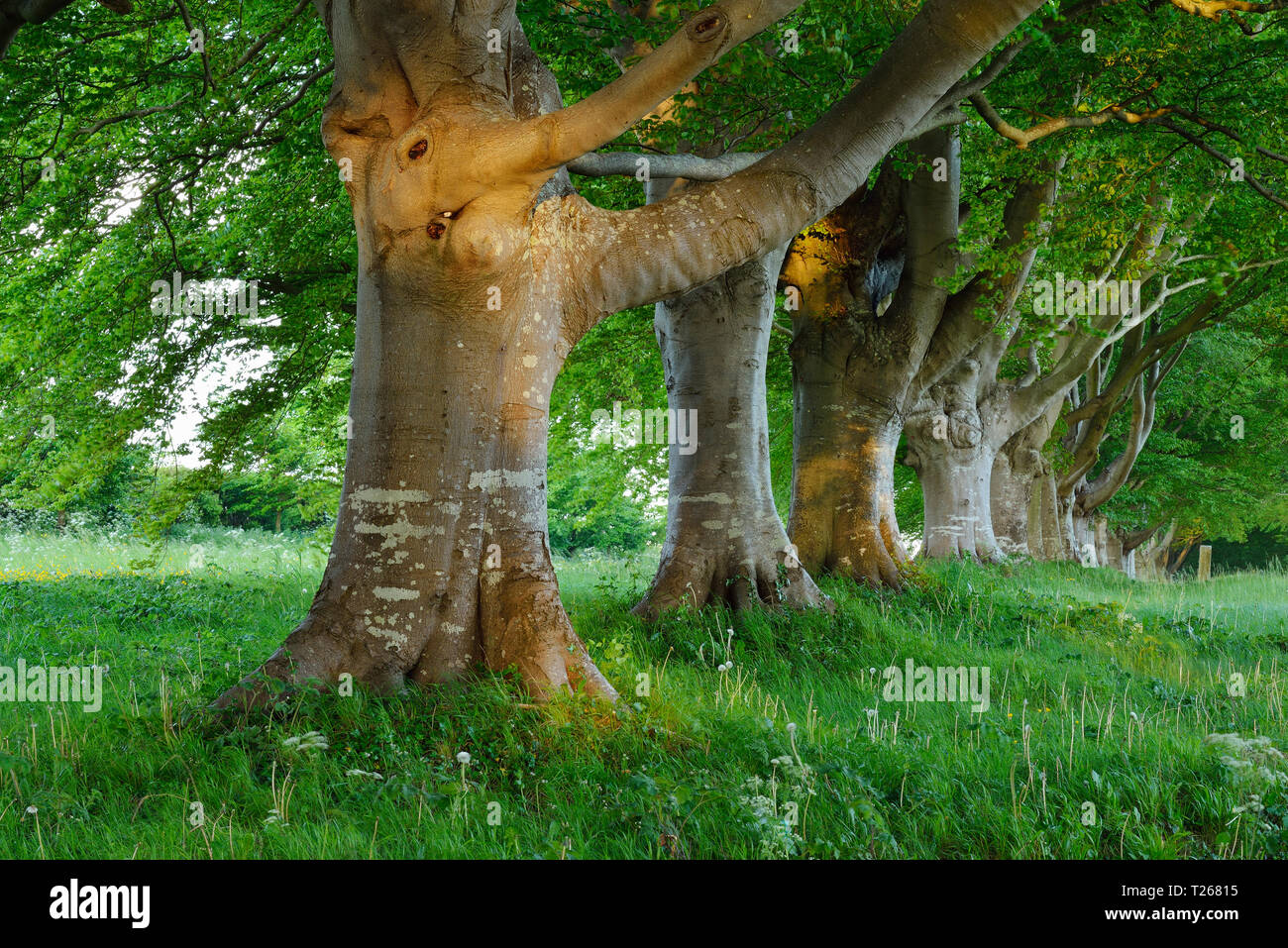 Old beech trees in a row with warm evening light. Dorset, England, UK ...