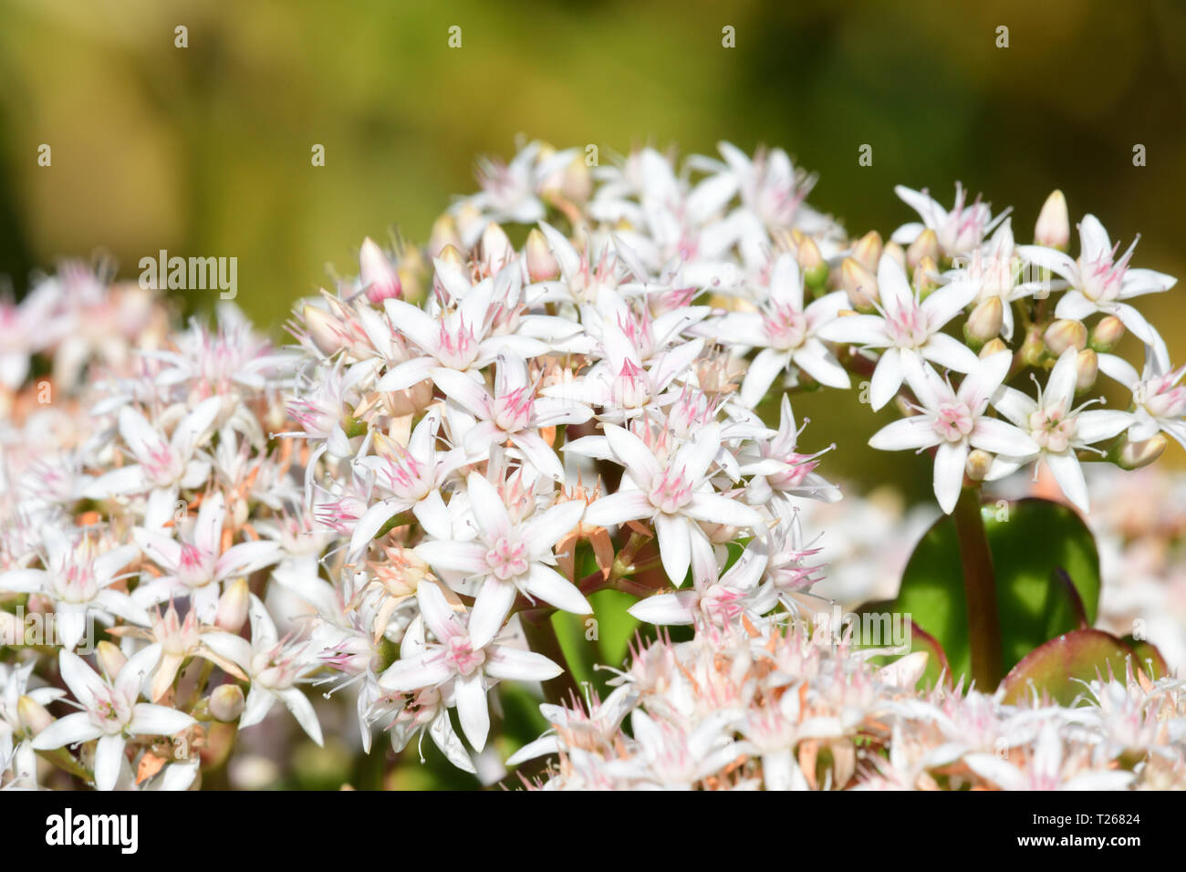 Jade Flowers High Resolution Stock Photography and Images - Alamy