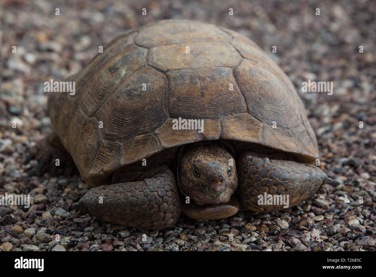 Pima county park hi-res stock photography and images - Alamy