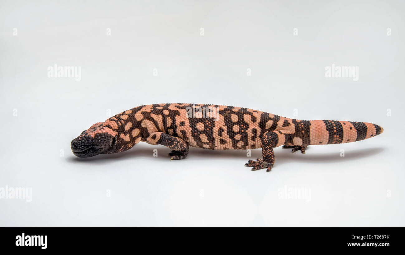 Orange and black lizard hi-res stock photography and images - Alamy