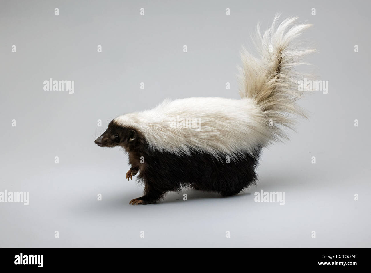 Hog-nosed Skunk Isolated on a White Background Stock Photo - Alamy